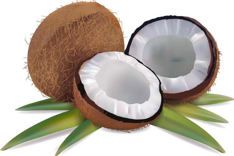 Coconut detailed icon Royalty Free Vector Image
