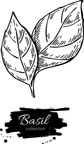 Basil Leaves Drawing Vector Images (over 560)