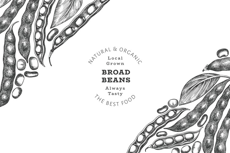 Hand drawn sketch style broad beans organic fresh Vector Image