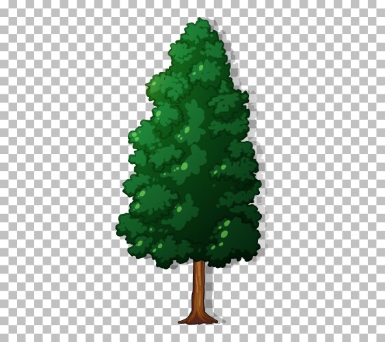Evergreen tree isolated on transparent background Vector Image