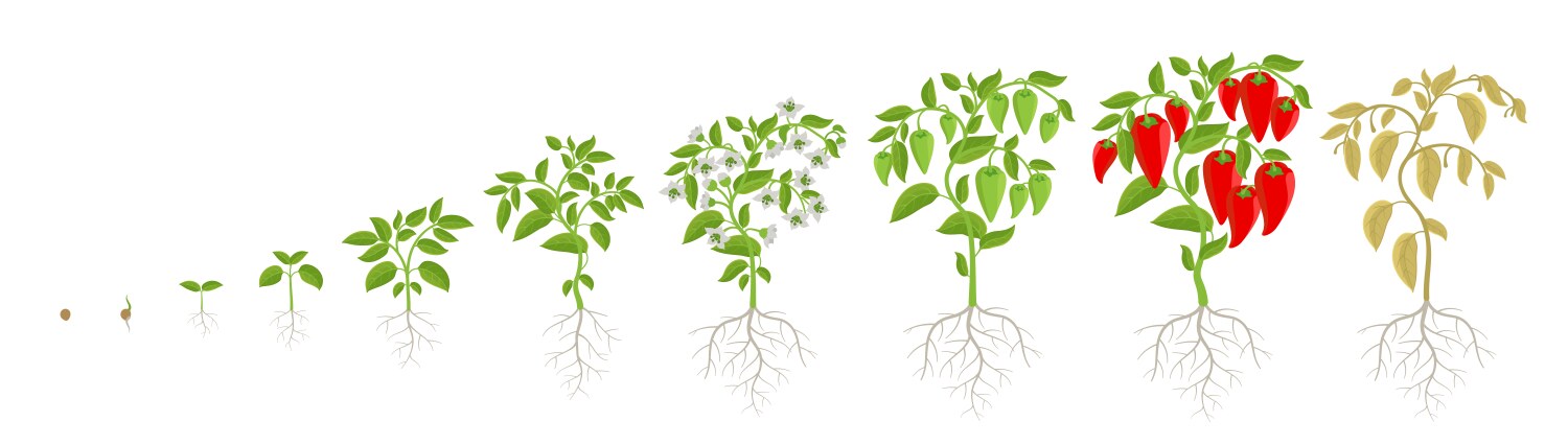 Growth stages of red chili pepper plant Royalty Free Vector