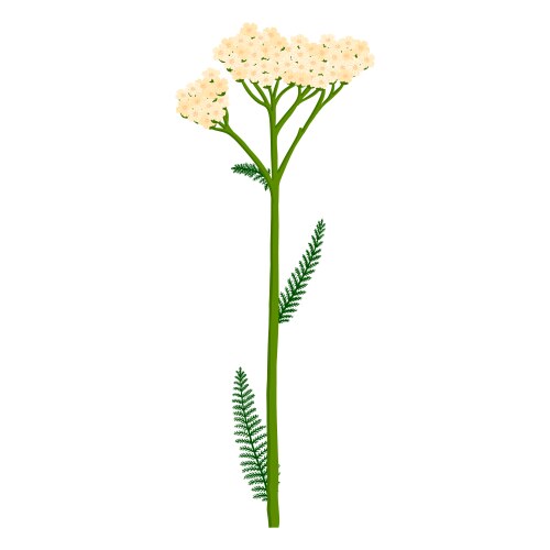Yarrow Royalty Free Vector Image - VectorStock