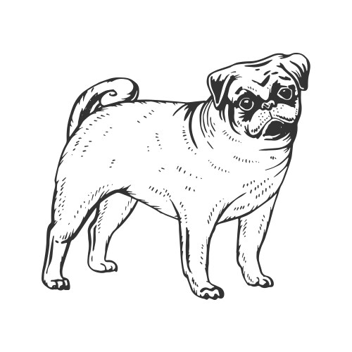 Pug Vector Images (over 12,000)