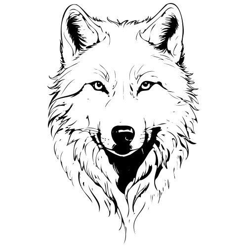 Arctic wolf portrait drawing realistic outline Vector Image