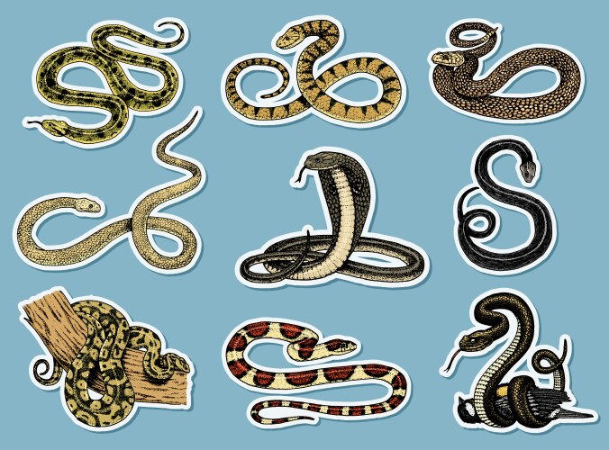 Set viper snake serpent cobra and python Vector Image