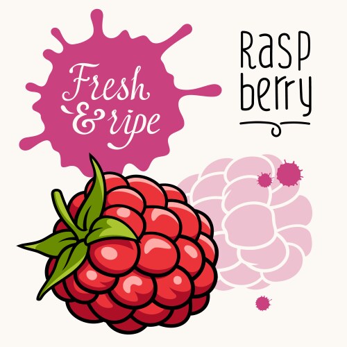 Hand drawn sketch of raspberry in color isolated Vector Image