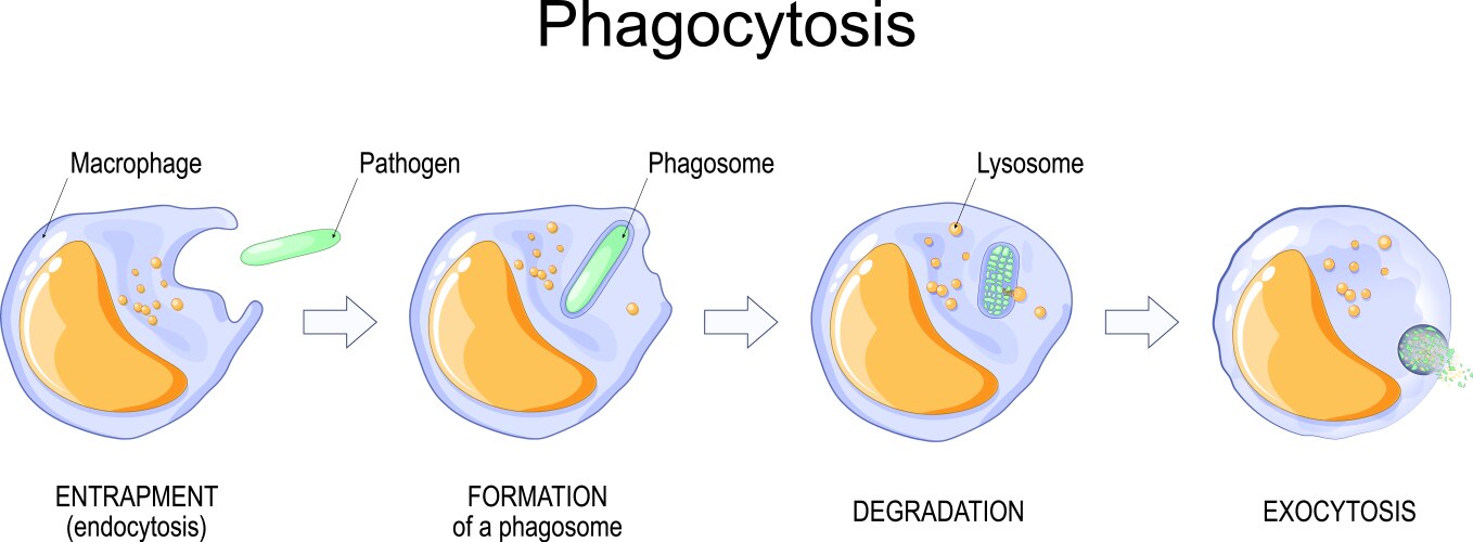 Endocytosis phagocytosis pinocytosis Royalty Free Vector