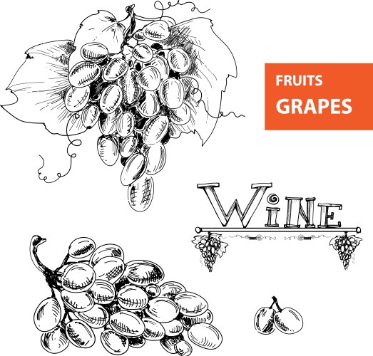 Grapes Vineyard Vector Images (over 20,000)