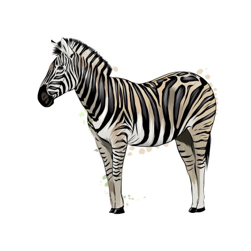 Zebra and giraffe watercolor wildlife Royalty Free Vector