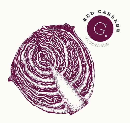 Red cabbage hand draw sketch Royalty Free Vector Image