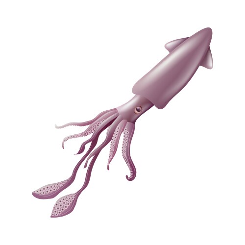 Squid Vector Images (over 17,000)