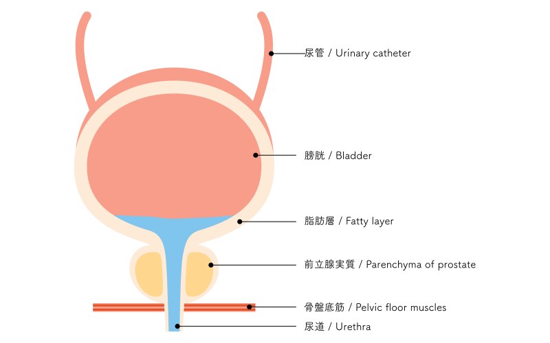 Medical of the normal bladder how it urinates Vector Image
