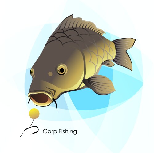Carp fish Royalty Free Vector Image - VectorStock