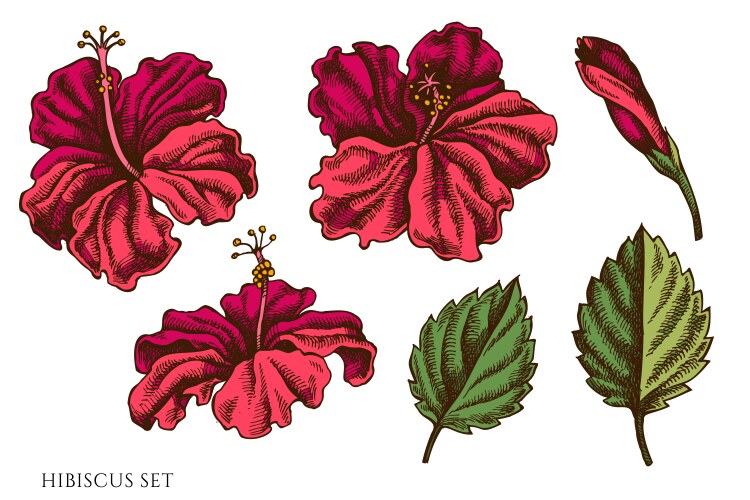 Set pink hibiscus flower and leaf drawing Vector Image