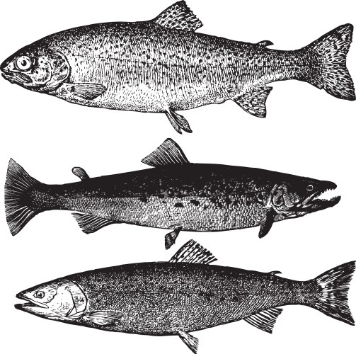 Trout Vector Images (over 13,000)