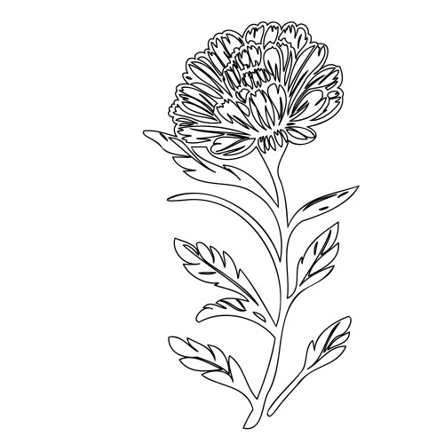 Line Art Carnation Vector Images (over 2,900)