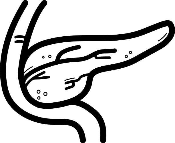 Pancreas Vector Images (over 6,300)