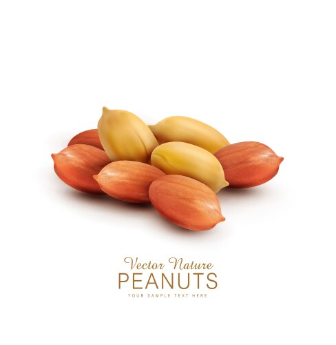 Peanuts in shell with open half peeled kernels Vector Image