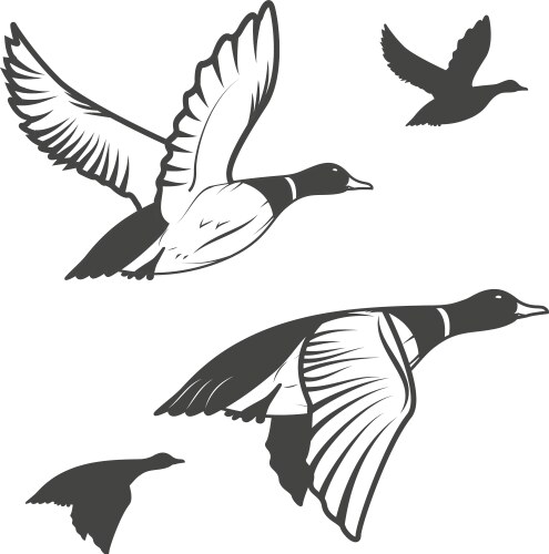 Duck Vector Images (over 61,000)