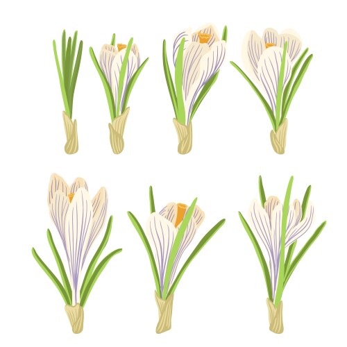 Drawing wild flowers autumn crocus Royalty Free Vector Image
