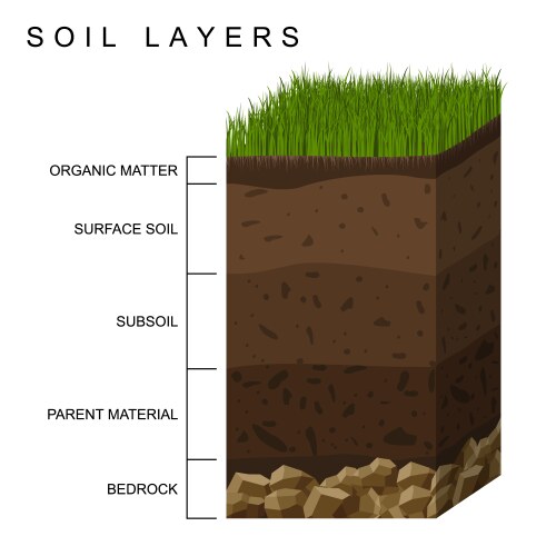 Structure of soil layers with grass on surface Vector Image
