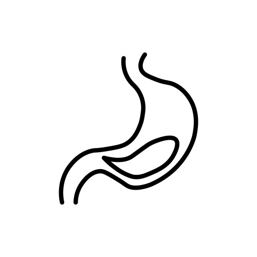 Stomach icon isolated on white background Vector Image