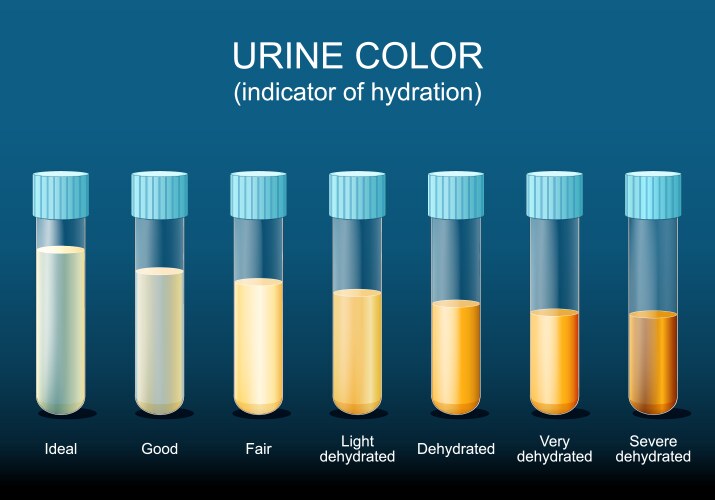 Urine Color Chart - Hydration Test – Royalty-Free Vector | VectorStock