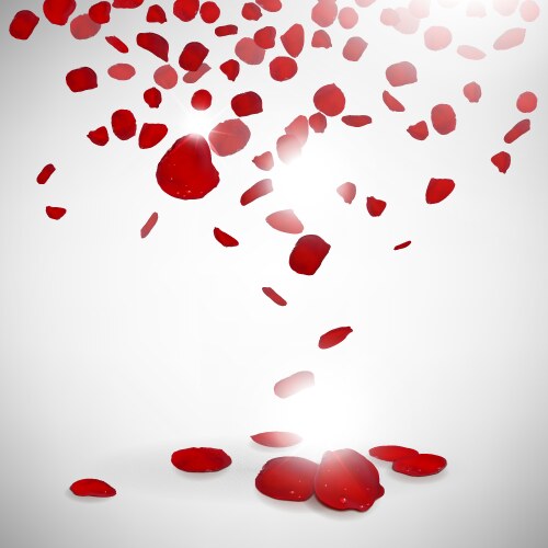 Red rose petals falling on white background Vector Image