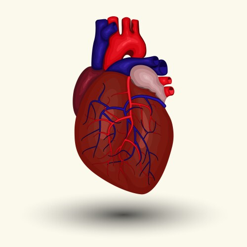 Realistic human healthy heart Royalty Free Vector Image