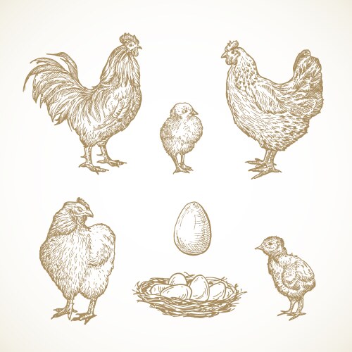 Poultry Vector Images (over 65,000)
