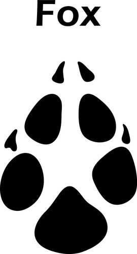 Fox Vector Images (over 61,000)