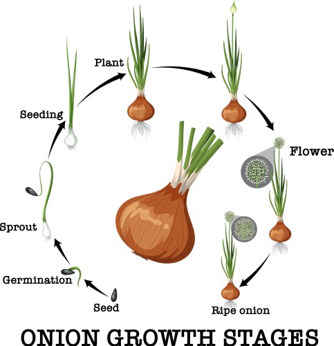 Life cycle of onion plant diagram Royalty Free Vector Image