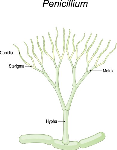 Mycotoxin Vector Images (59)