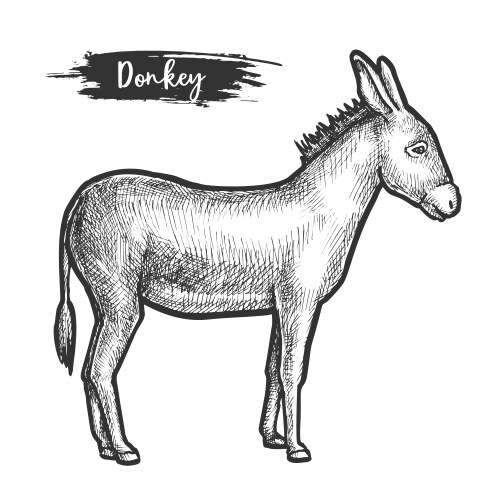 Donkey Black and White Vector Images (over 5,900)