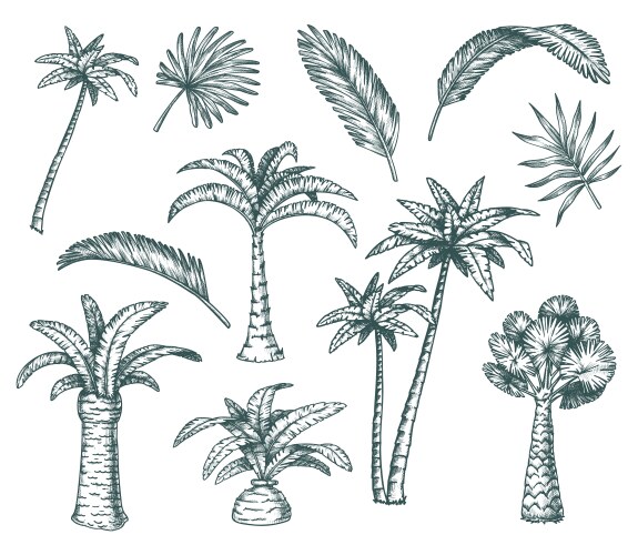 Palm Tree Outline Vector Images (over 16,000)