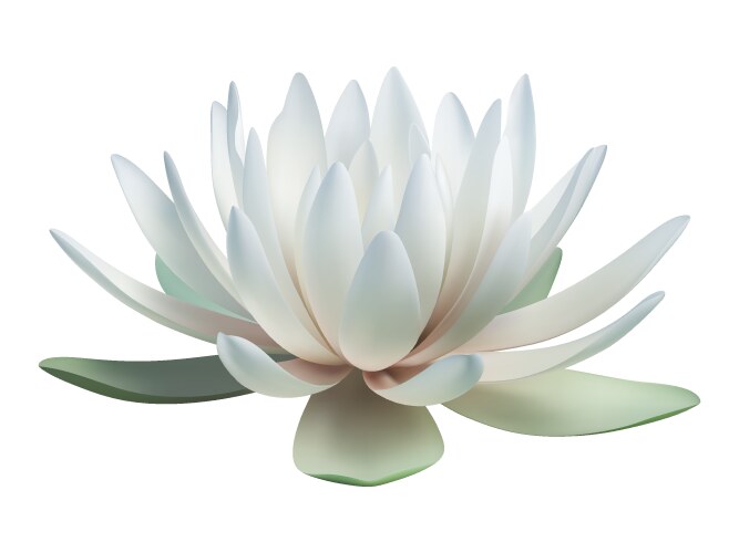 3d flower of lotus Royalty Free Vector Image - VectorStock