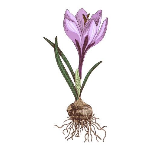 Beautiful purple crocus flower isolated Royalty Free Vector