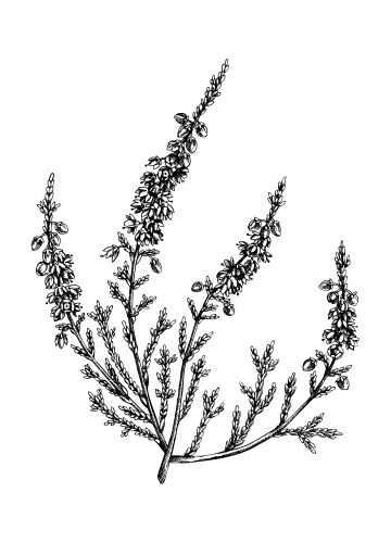 Heather Vector Images (over 1,000)