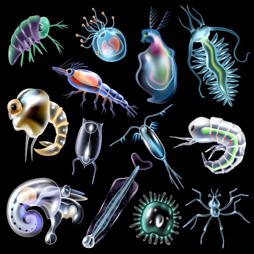 Zooplankton Vector Images (over 450)