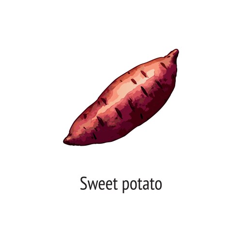 Sweet Potato Vector Images (over 9,300)