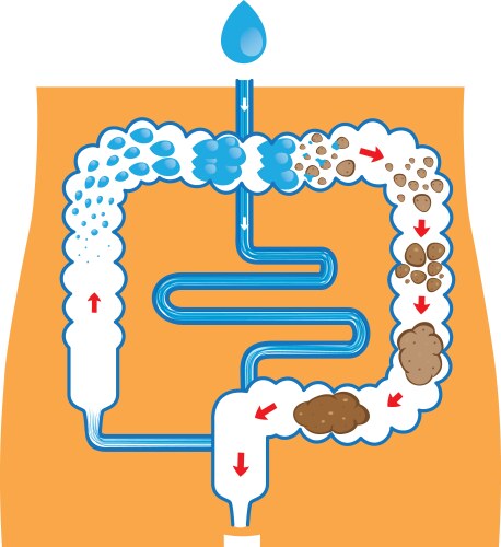 Esophagus Vector Images (over 2,900)