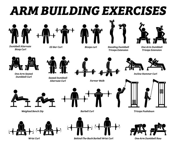 Stick Man Muscles Vector Images (over 360)