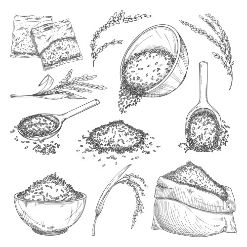 Rice grain set sketch hand drawn Royalty Free Vector Image