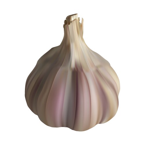 Realistic garlic peeled cloves and slices Vector Image
