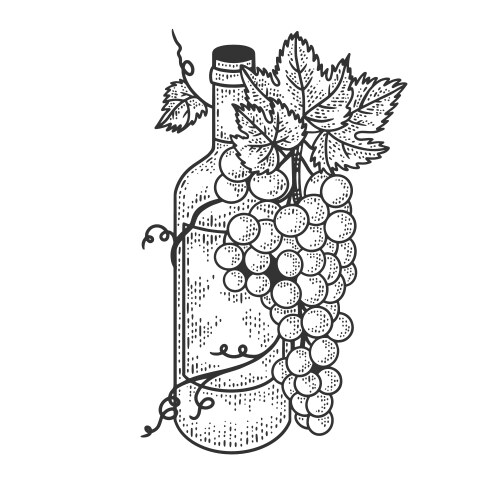 Wine Grapes Sketch Vector Images (over 5,000)