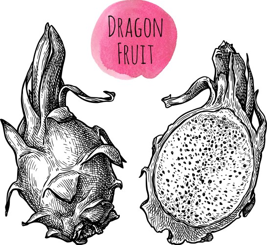 Half a dragon fruit ink sketch Royalty Free Vector Image