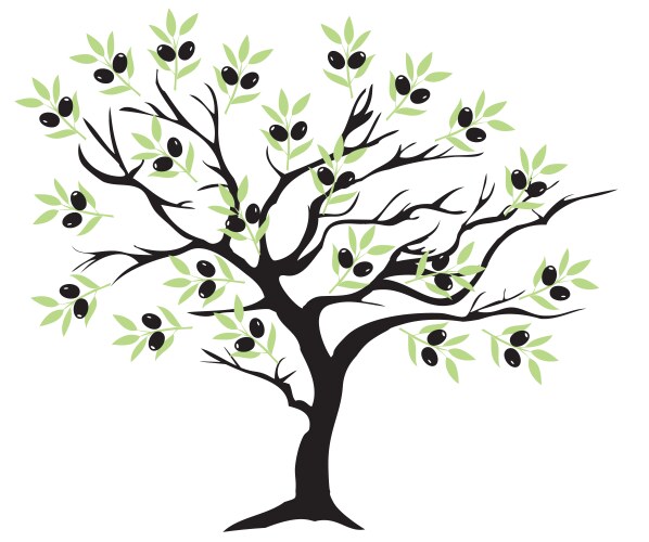 Olive tree graphic Royalty Free Vector Image - VectorStock