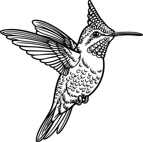 Black and white hummingbird Vector Images & Graphics for Commercial Use ...