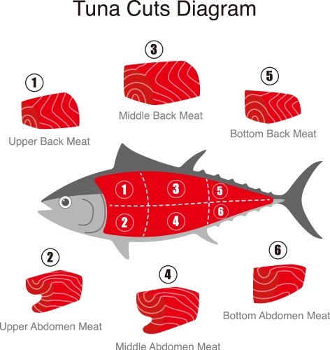 Cuts Diagram Fish Vector Images (over 110)