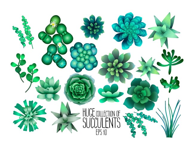 Succulents Vector Images (over 49,000)